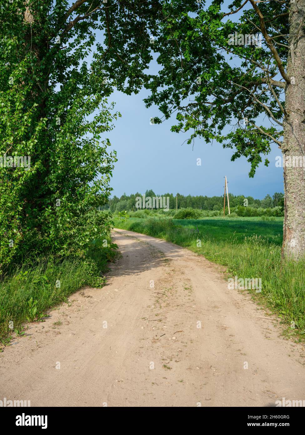 gravel road in countryside summer nature. dry road through forest Stock ...