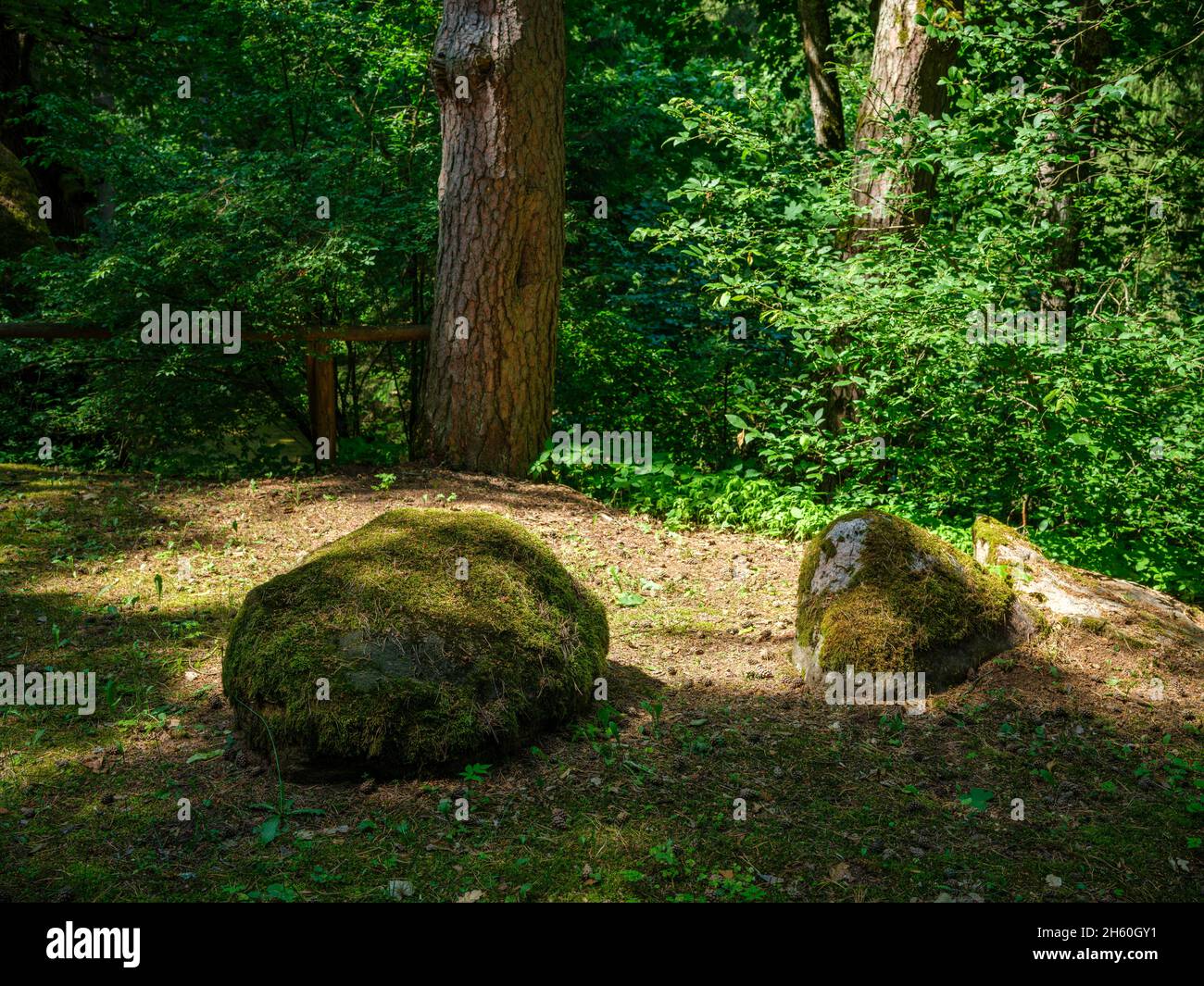 large rocks in green summer forest below trees hiding in moss Stock ...