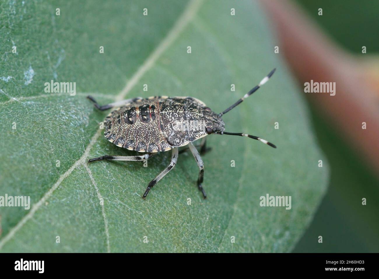 Closeup on a nymph of the mottled shieldbug, Rhaphigaster nymphula ...