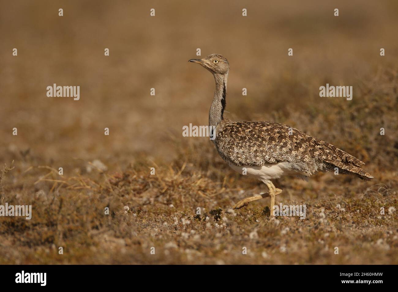 Houbara Bustard is an iconic bird of the Canary Islands, where the semi ...