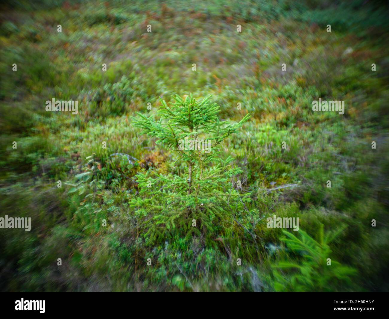 distorted forest plant details with old petzval lens and swirly bokeh ...
