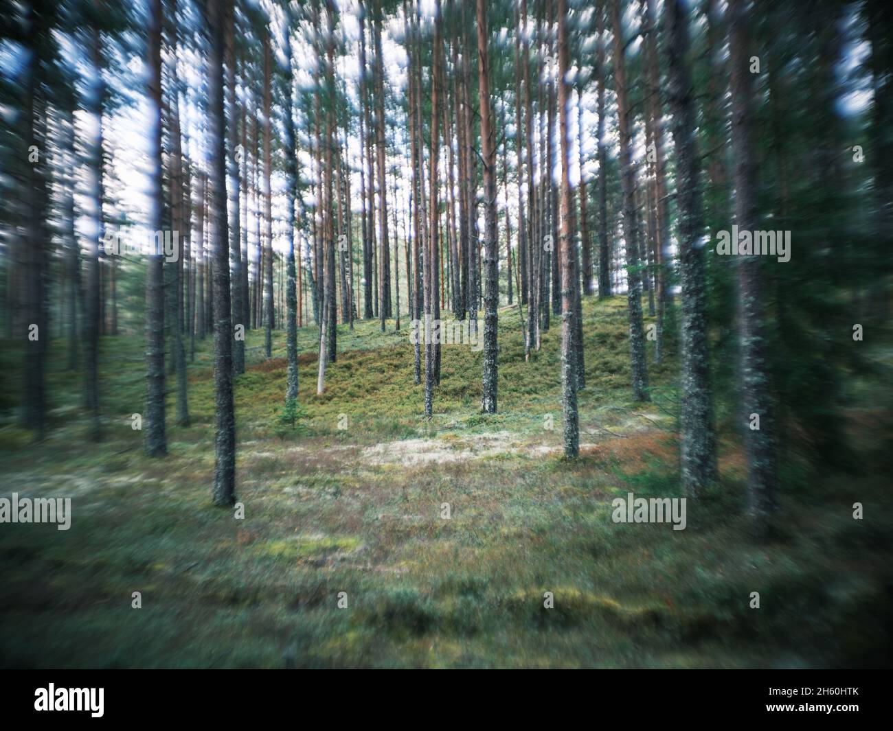 distorted forest plant details with old petzval lens and swirly bokeh ...