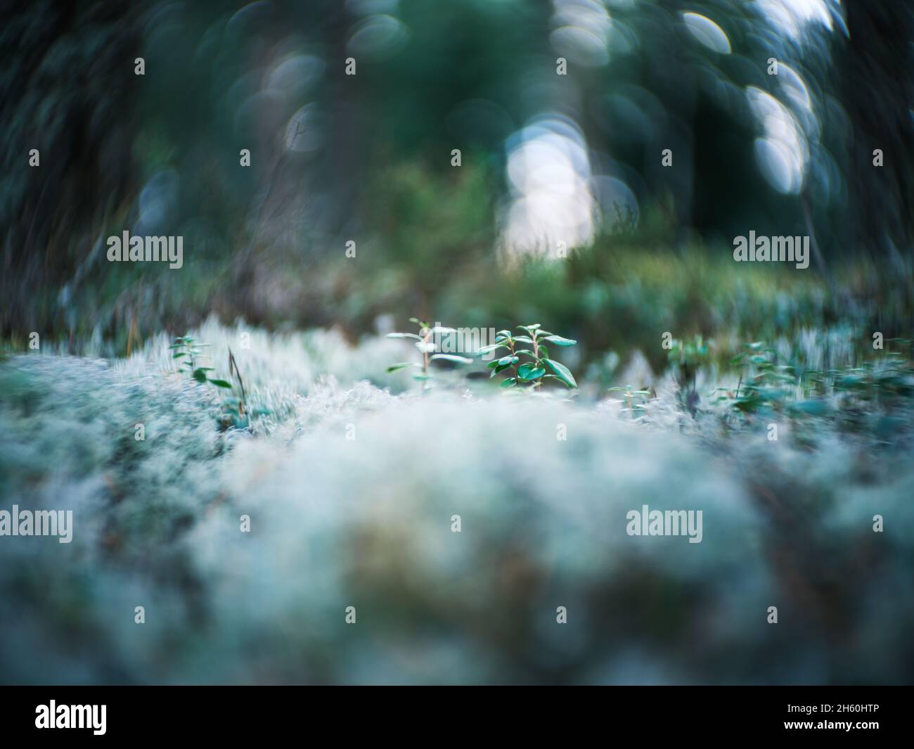 distorted forest plant details with old petzval lens and swirly bokeh ...