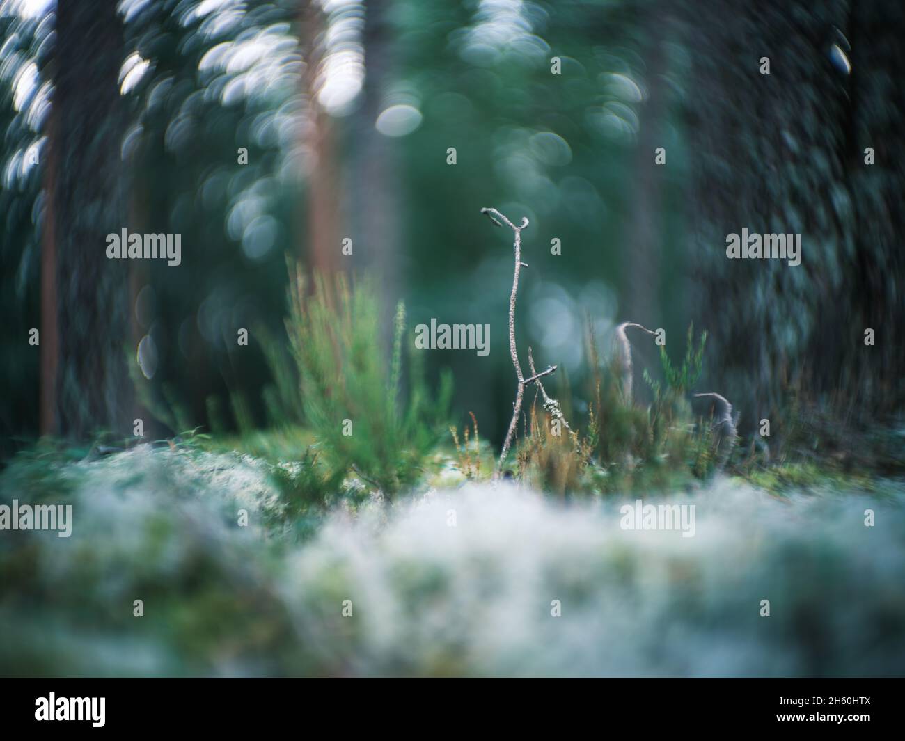 distorted forest plant details with old petzval lens and swirly bokeh ...
