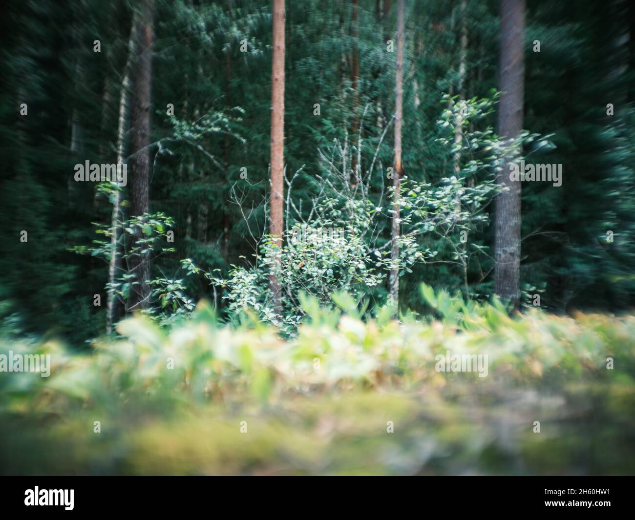 distorted forest plant details with old petzval lens and swirly bokeh ...
