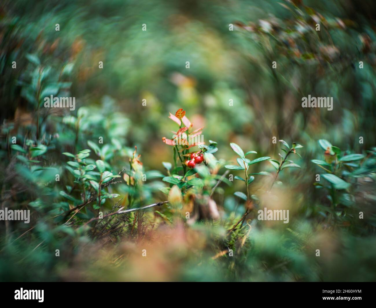 distorted forest plant details with old petzval lens and swirly bokeh ...