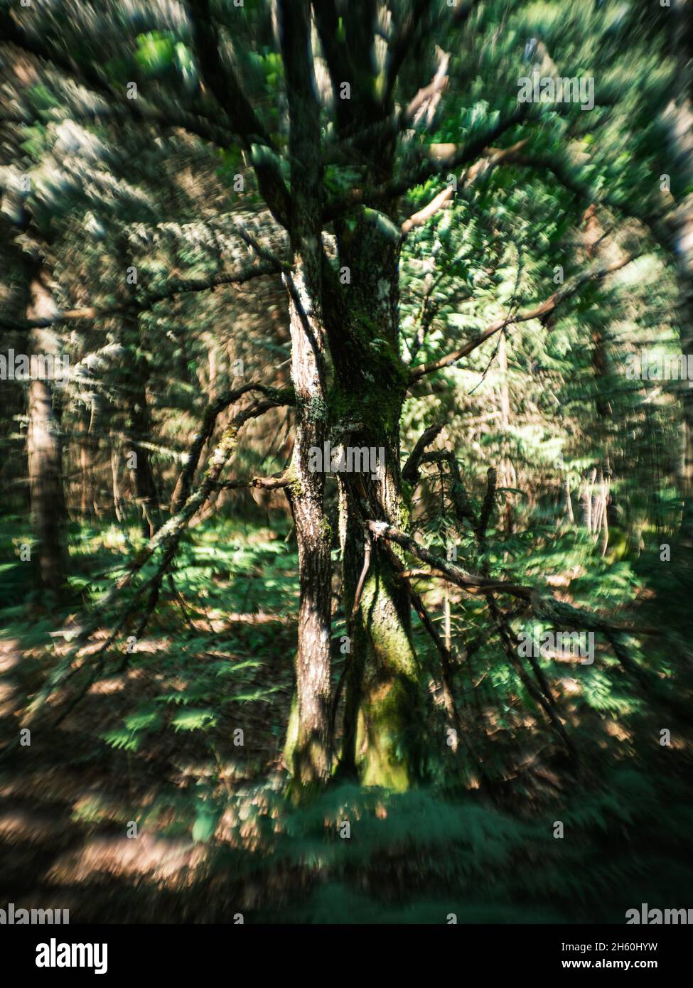 distorted forest plant details with old petzval lens and swirly bokeh ...