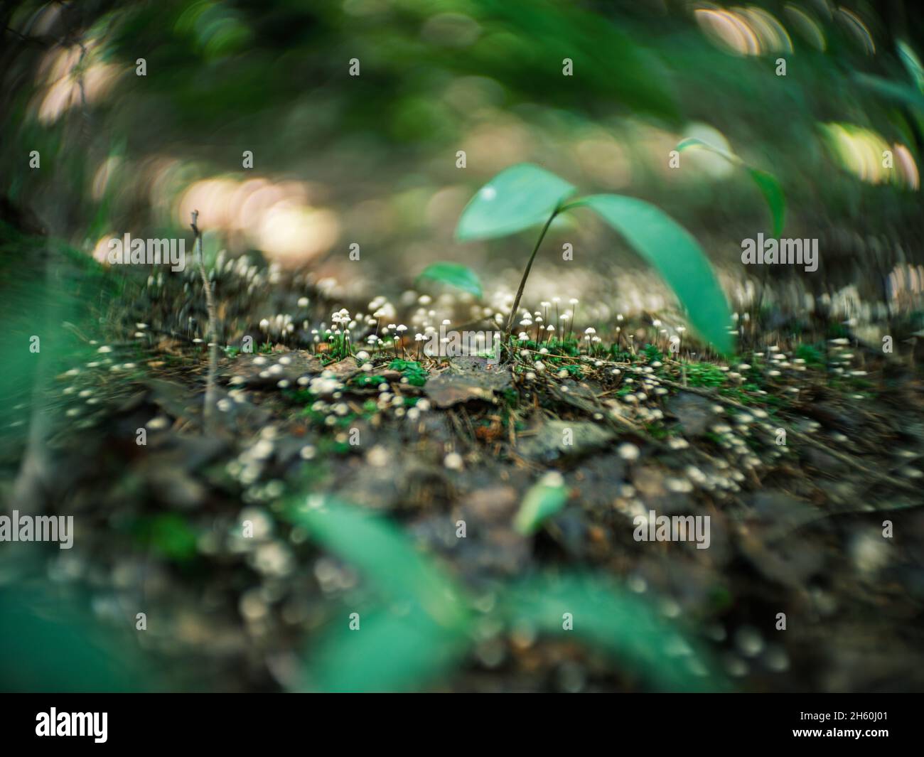distorted forest plant details with old petzval lens and swirly bokeh ...