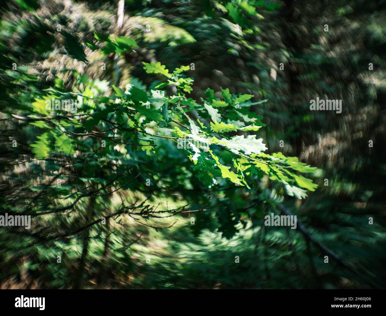 distorted forest plant details with old petzval lens and swirly bokeh ...