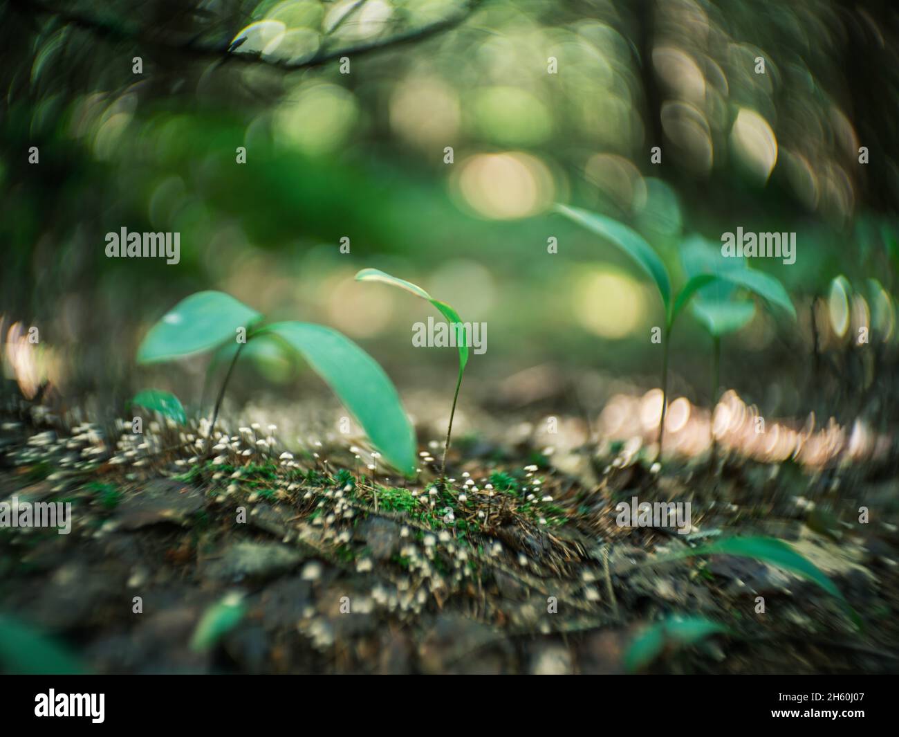 distorted forest plant details with old petzval lens and swirly bokeh ...