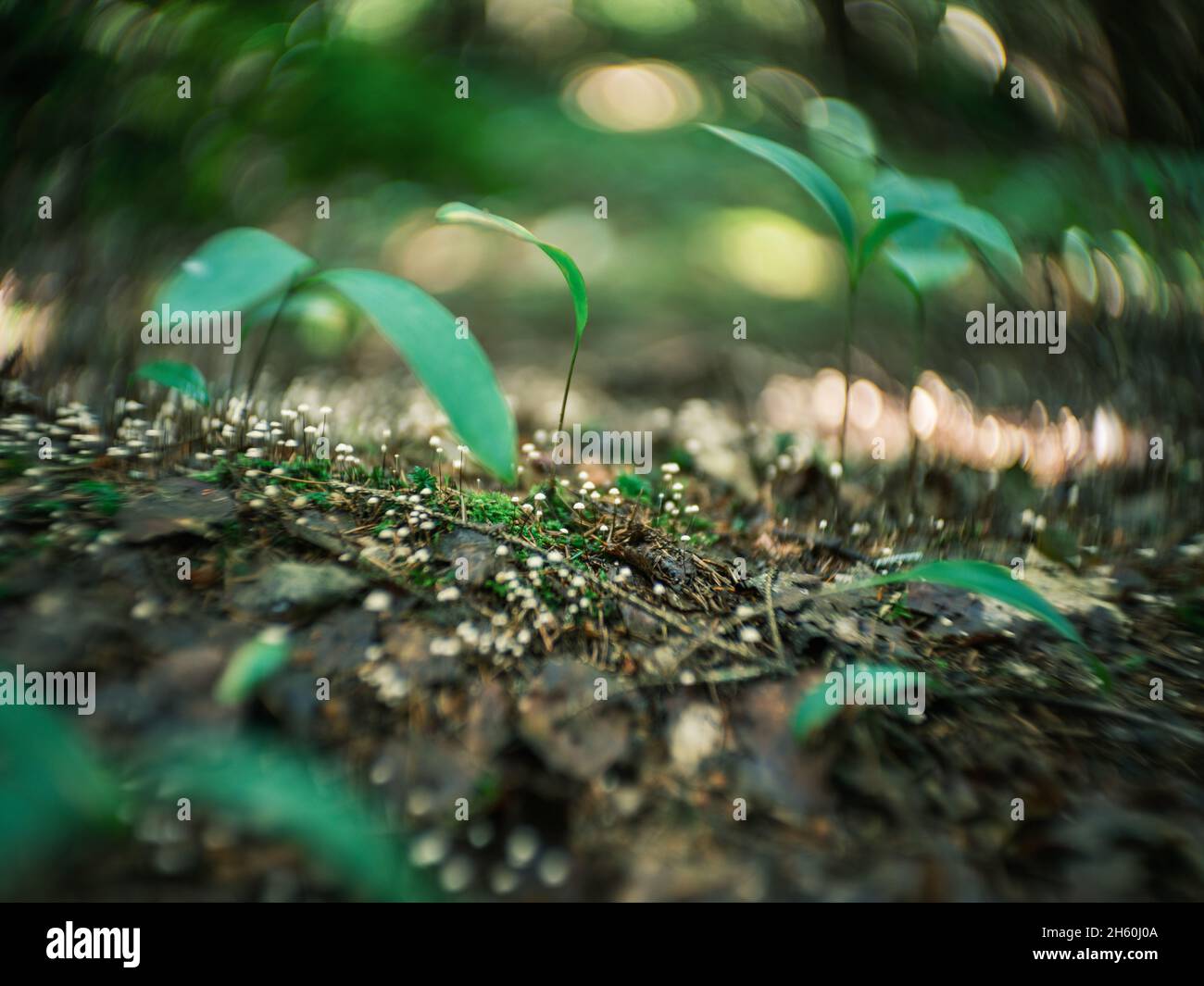 distorted forest plant details with old petzval lens and swirly bokeh ...