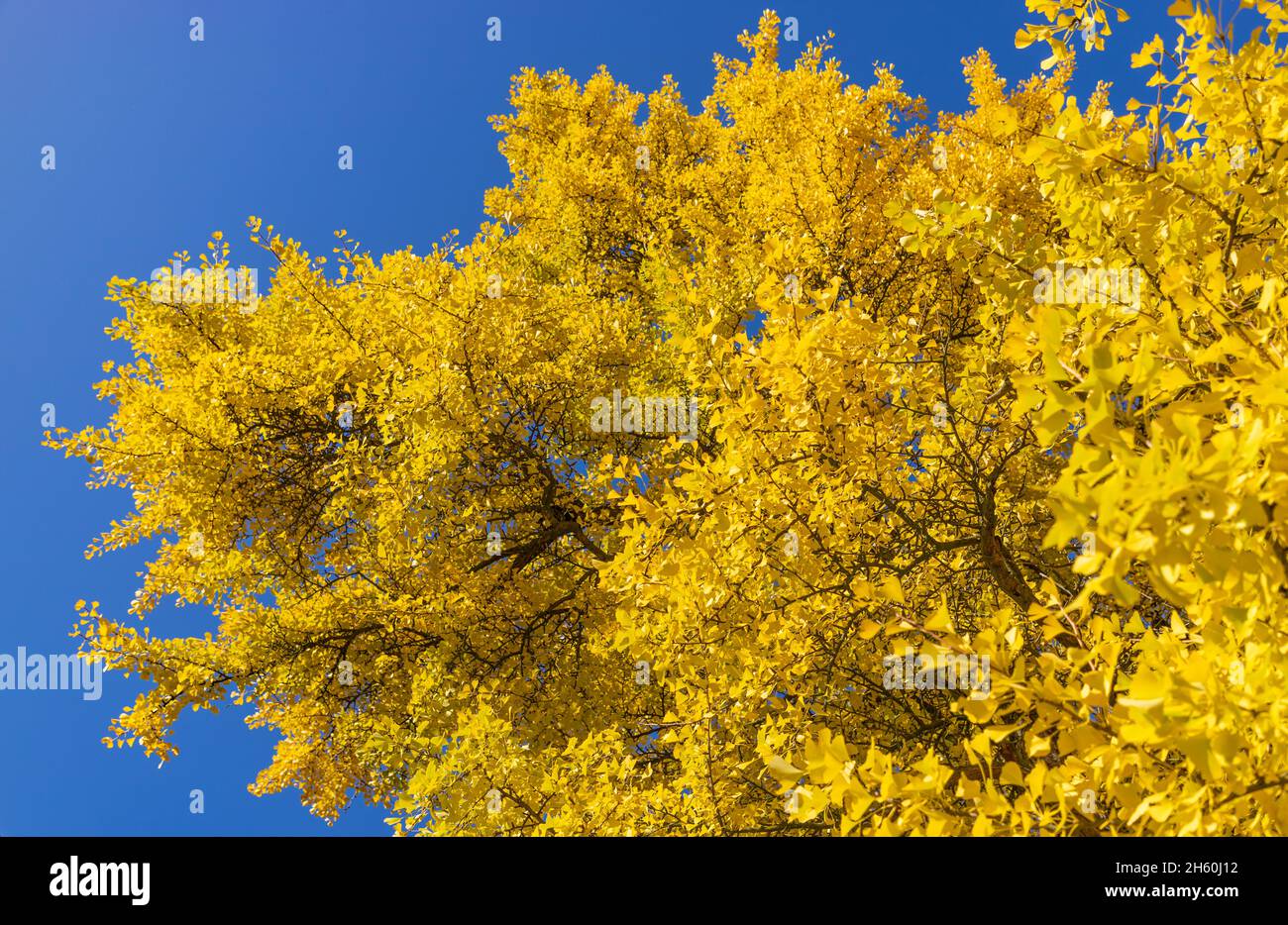 A picture of yellow fall foliage Stock Photo - Alamy