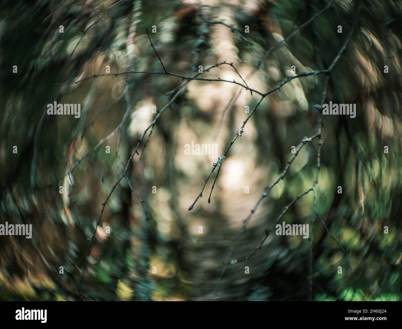 distorted forest plant details with old petzval lens and swirly bokeh ...