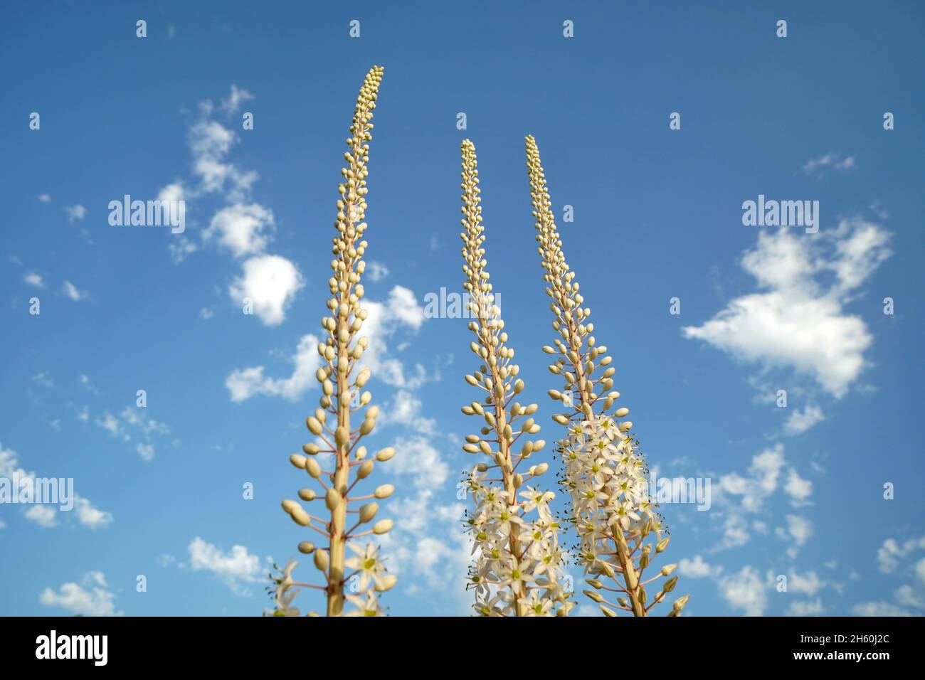 Squill Drimia Maritima flowers on a pure sky background.Great for ...