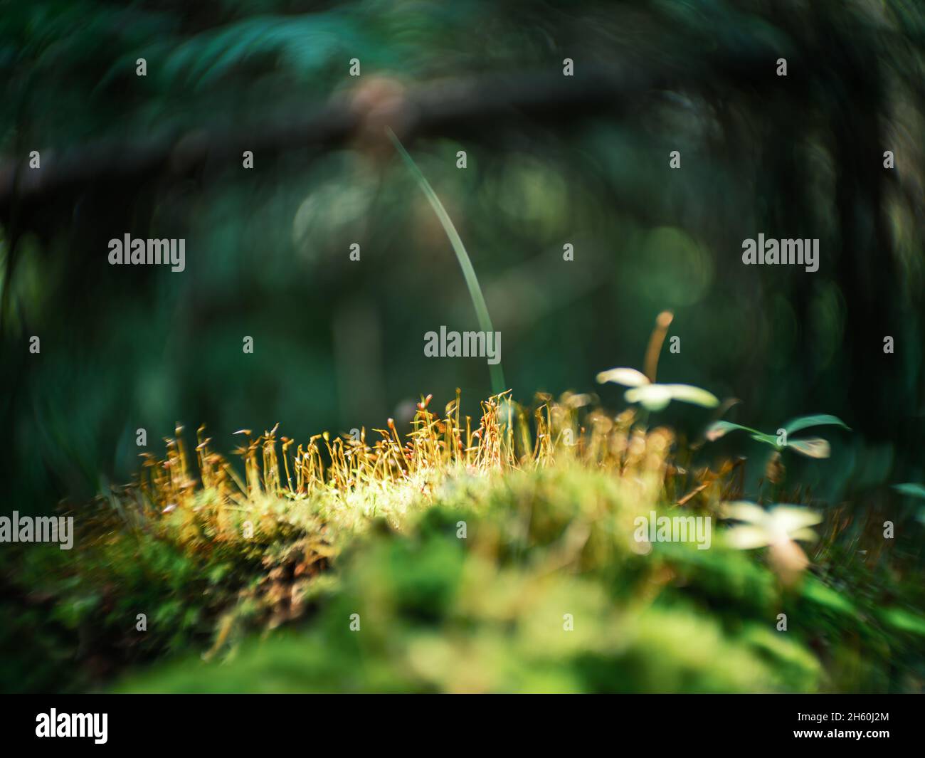 Petzval lens hi-res stock photography and images - Alamy