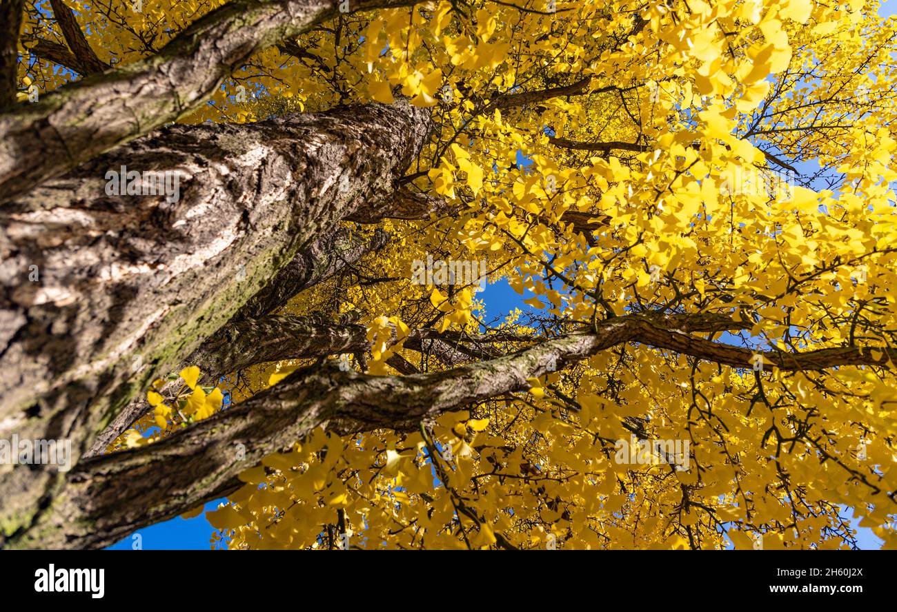A picture of yellow fall foliage Stock Photo - Alamy