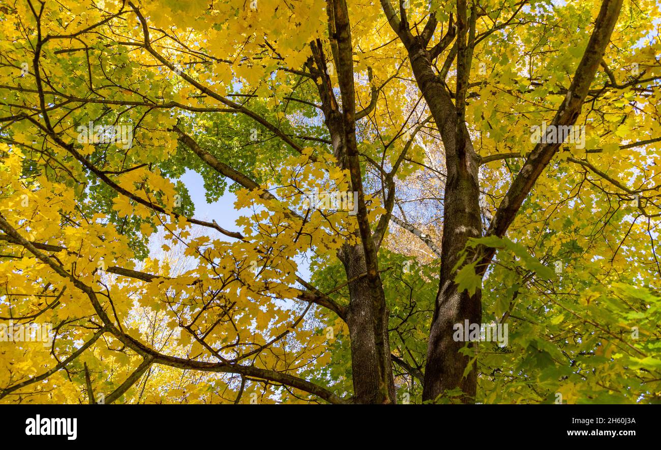 A picture of yellow, and some green, fall foliage Stock Photo - Alamy