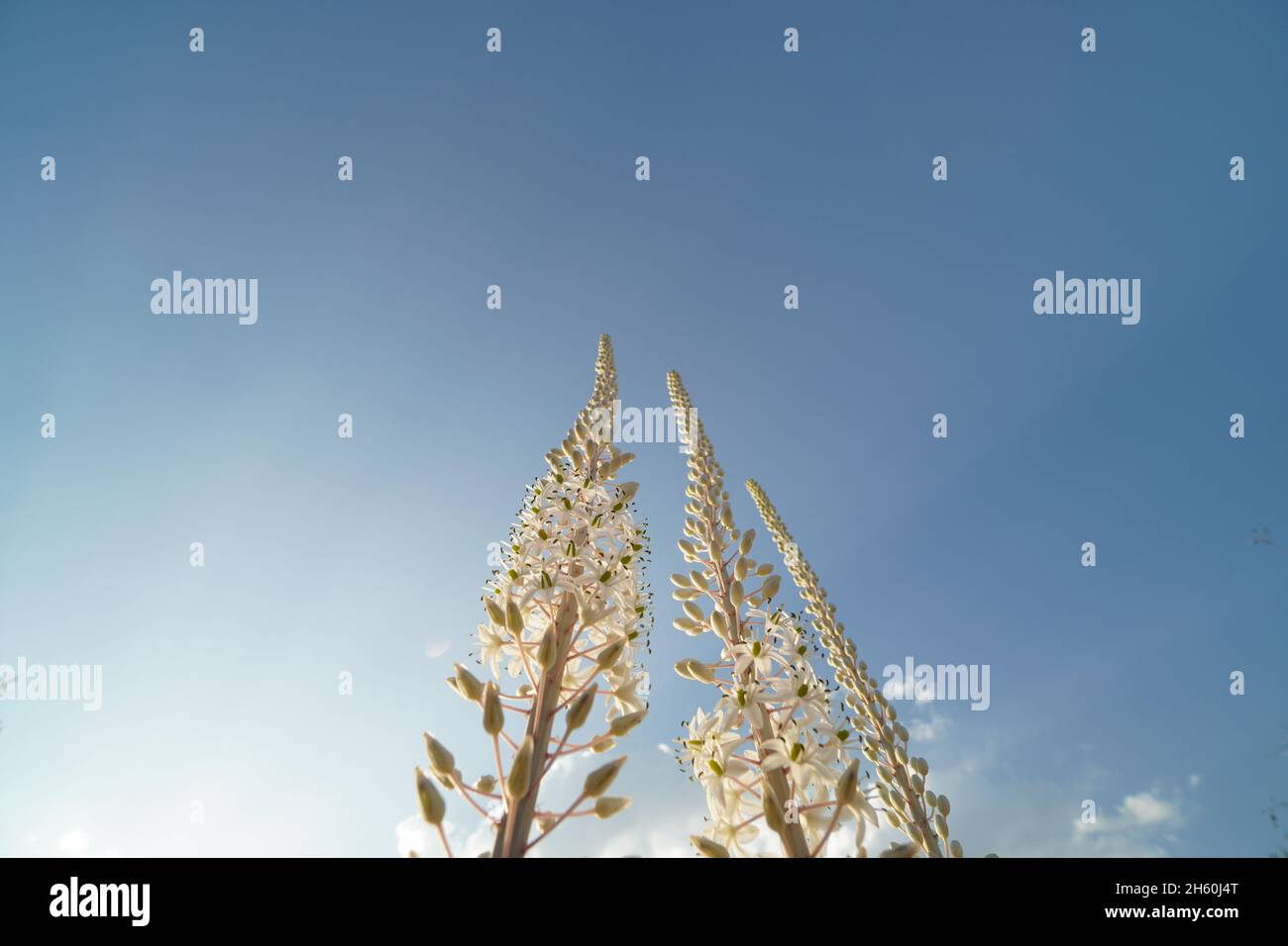 Squill Drimia Maritima flowers on a pure sky background.Great for ...