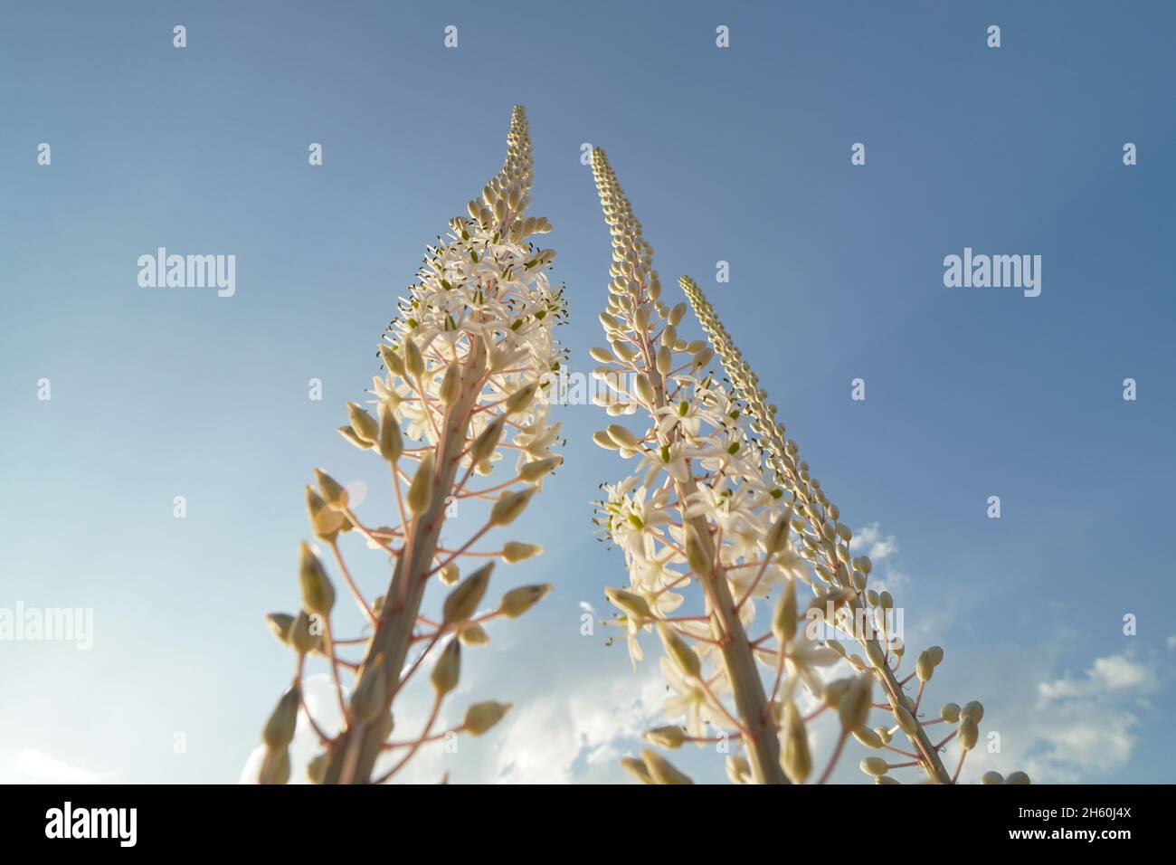 Squill Drimia Maritima flowers on a pure sky background.Great for ...