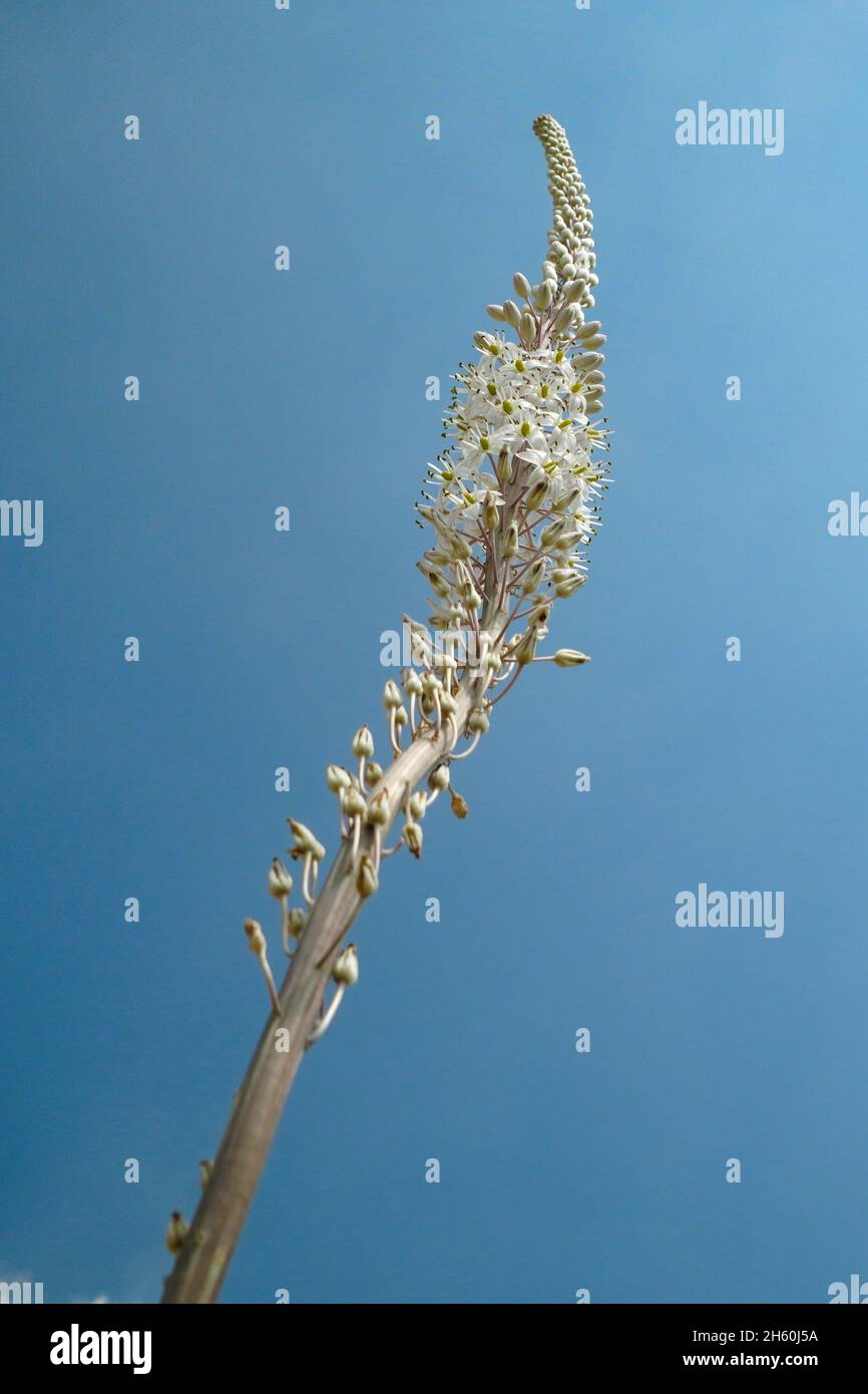 Vertical shot of Squill Drimia Maritima flower on a pure sky background ...