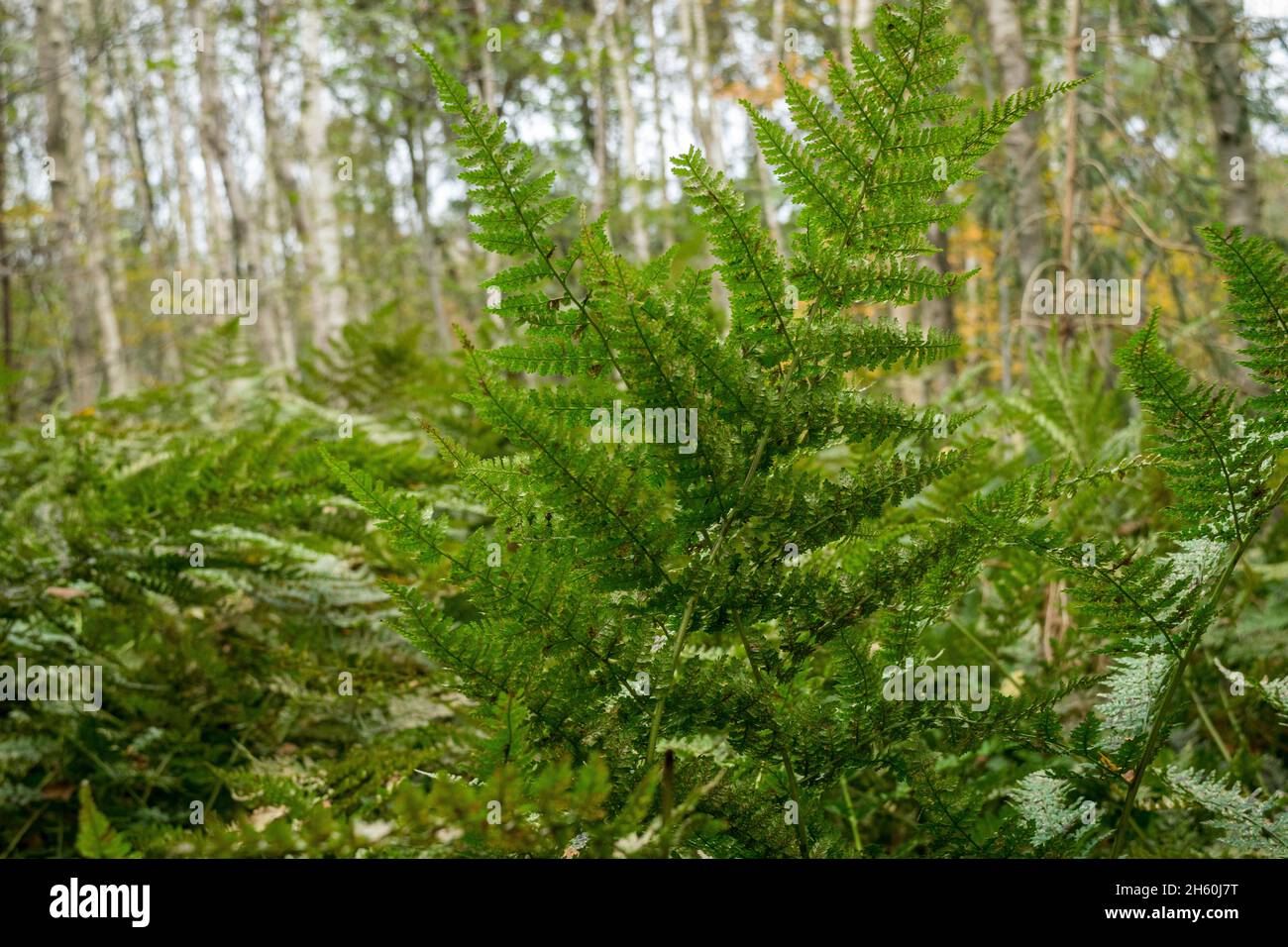 Close-up shot of a fern plant. Great for wallpaper Stock Photo - Alamy