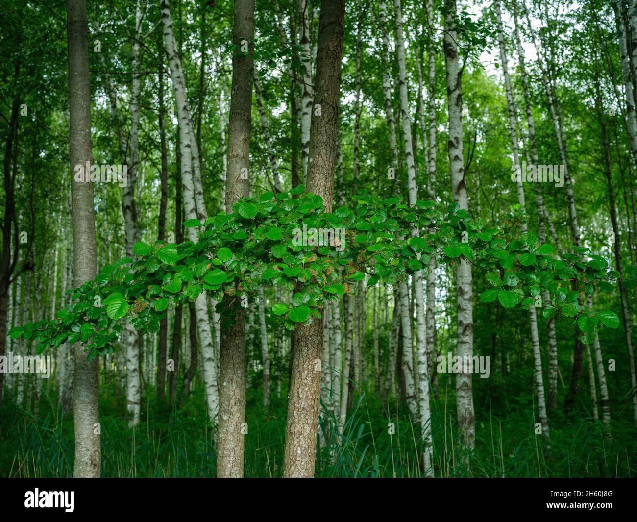 birch tree grove in summer green forest. white trunk wall Stock Photo ...