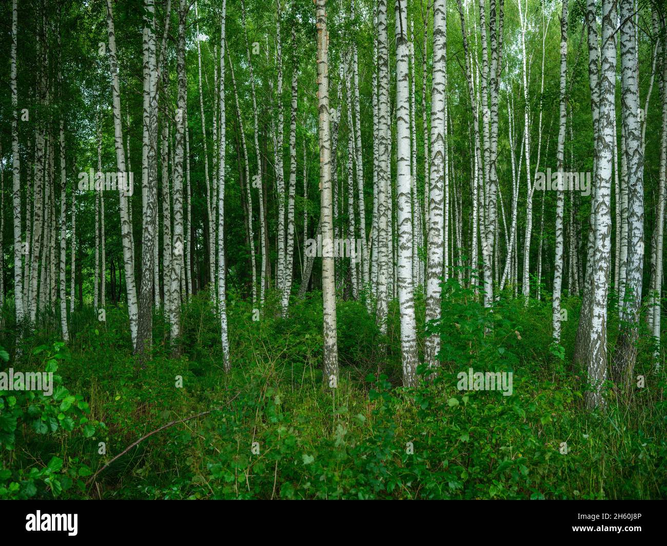birch tree grove in summer green forest. white trunk wall Stock Photo ...