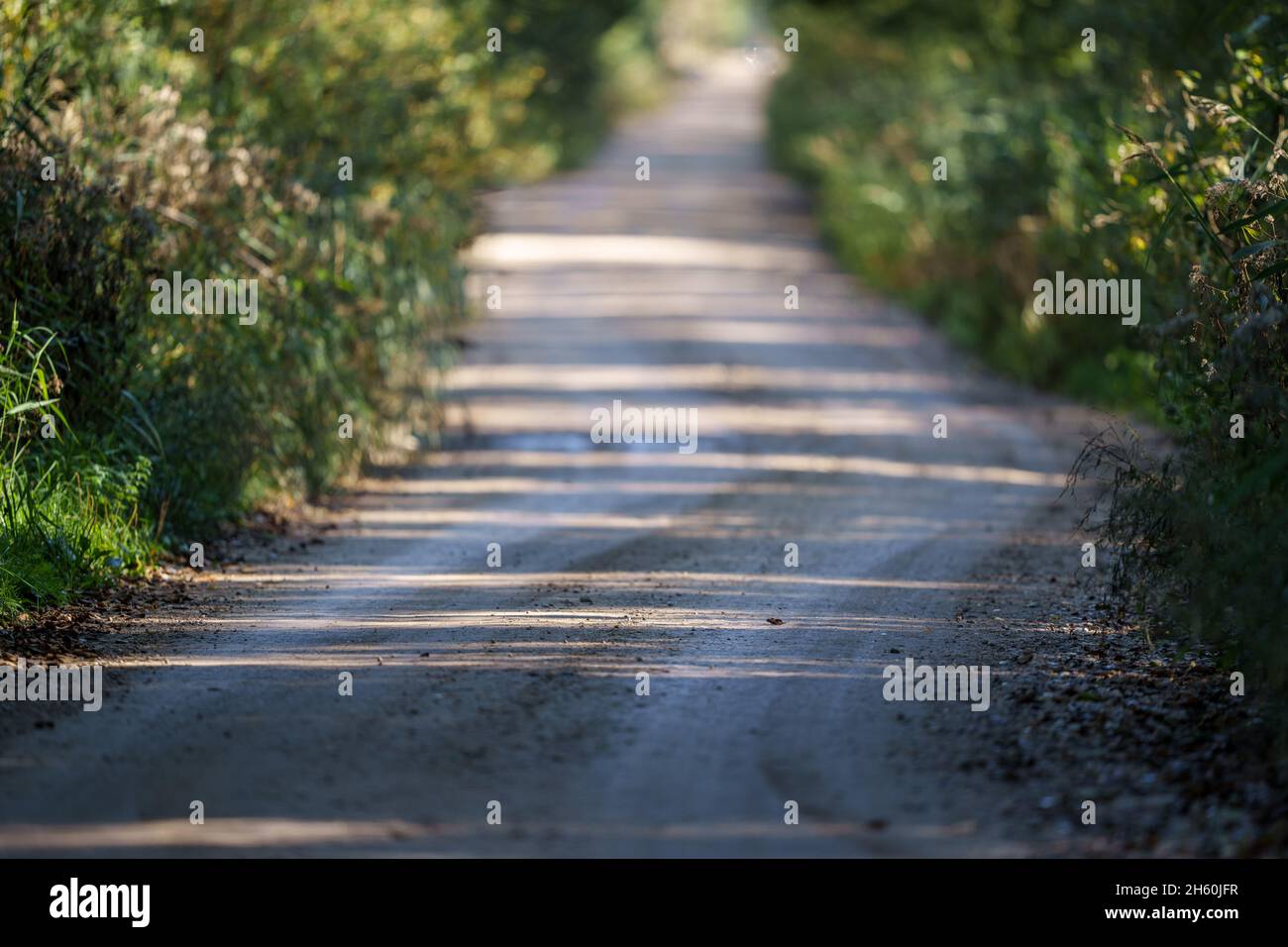 gravel road in countryside summer nature. dry road through forest Stock ...