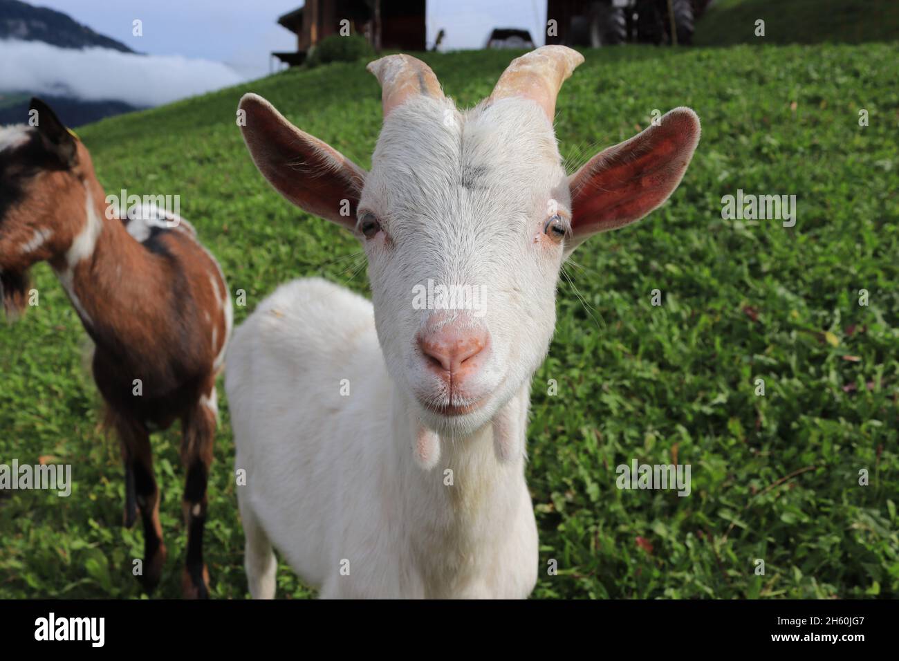 Baby goat alps hi-res stock photography and images - Alamy