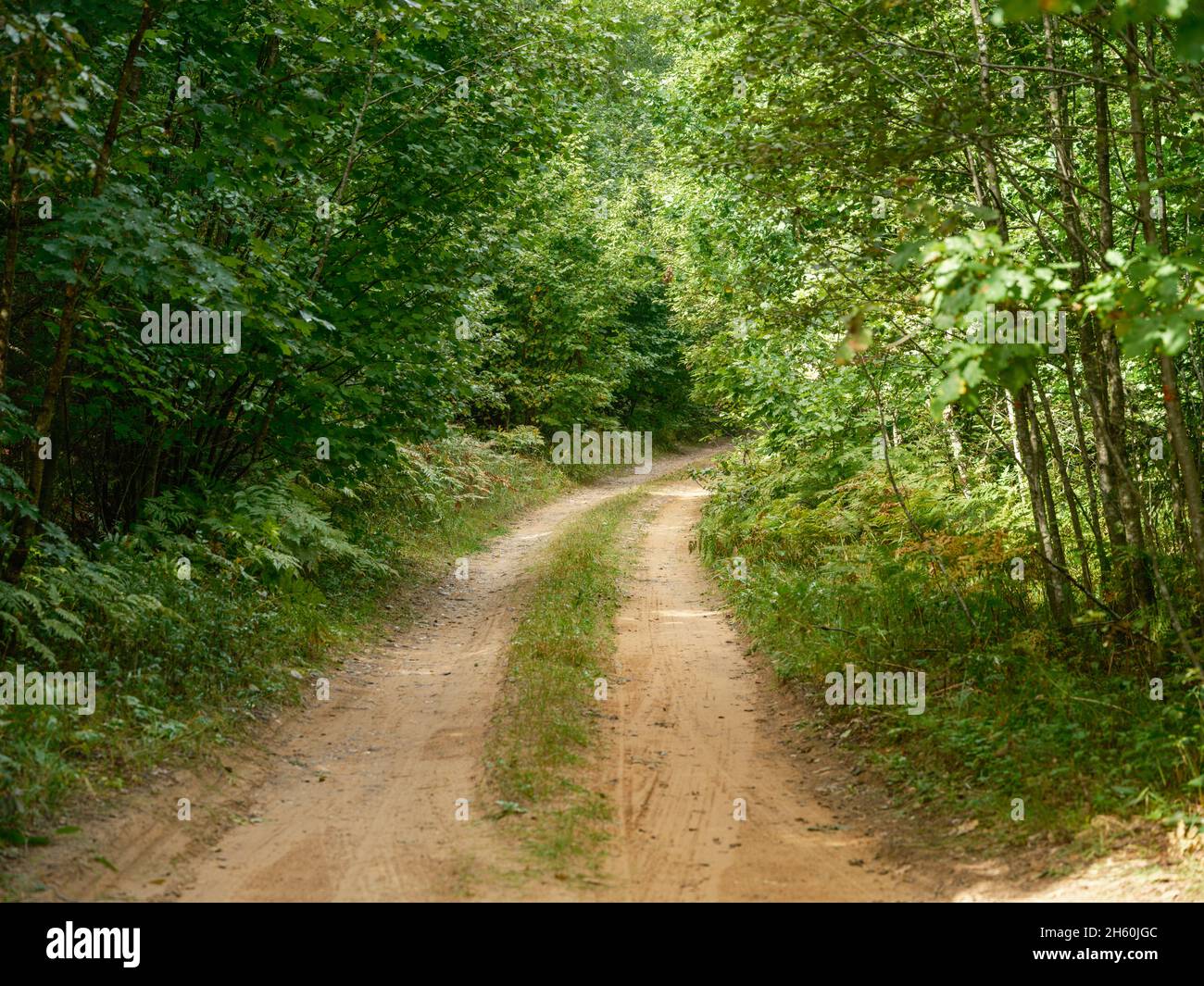 gravel road in countryside summer nature. dry road through forest Stock ...