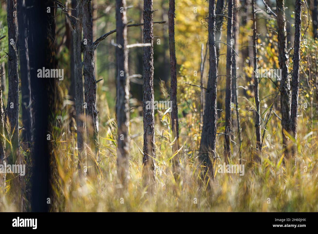 abstract tree trunk texture wall in natural forest with old leaves on ...