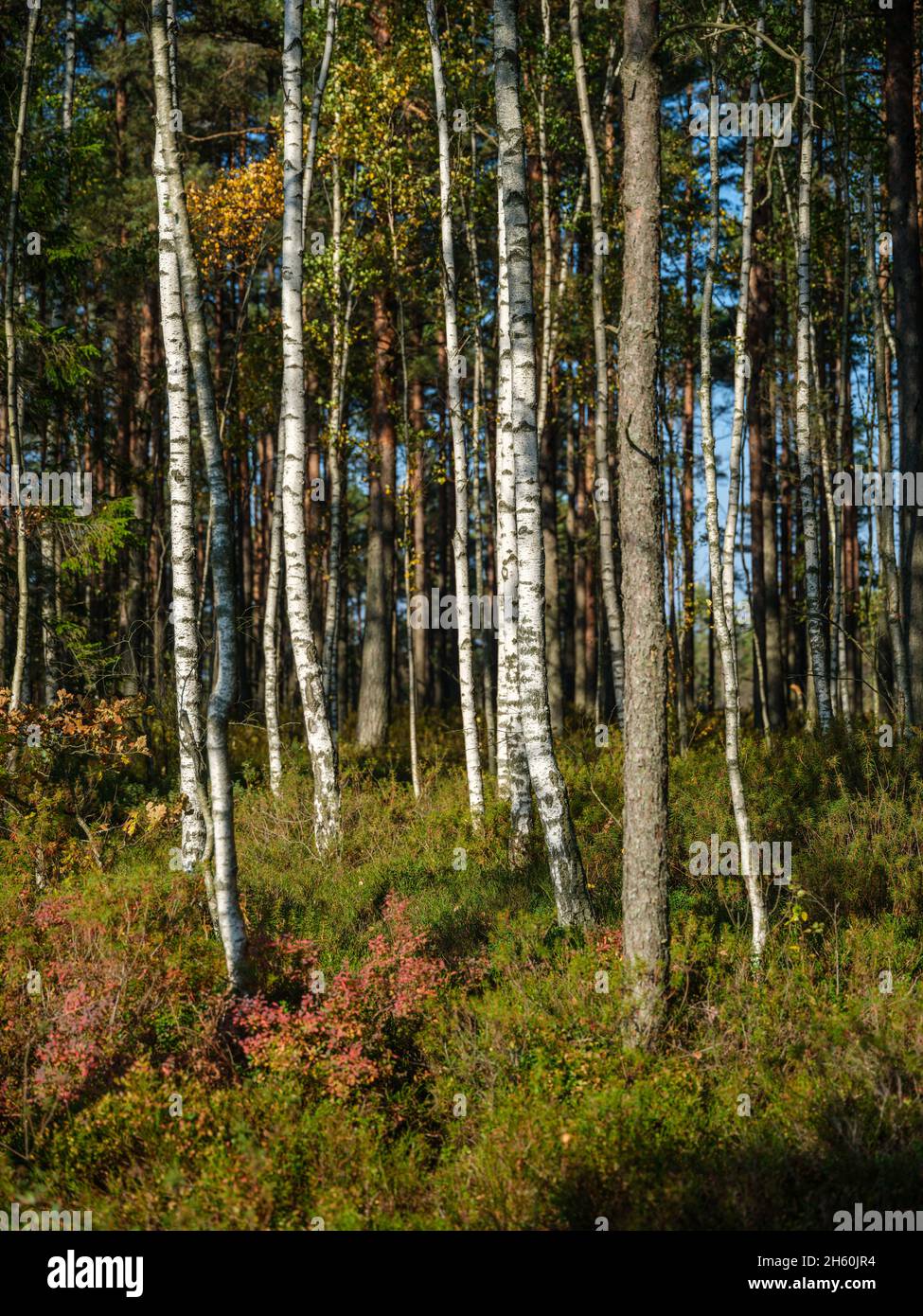 abstract tree trunk texture wall in natural forest with old leaves on ...