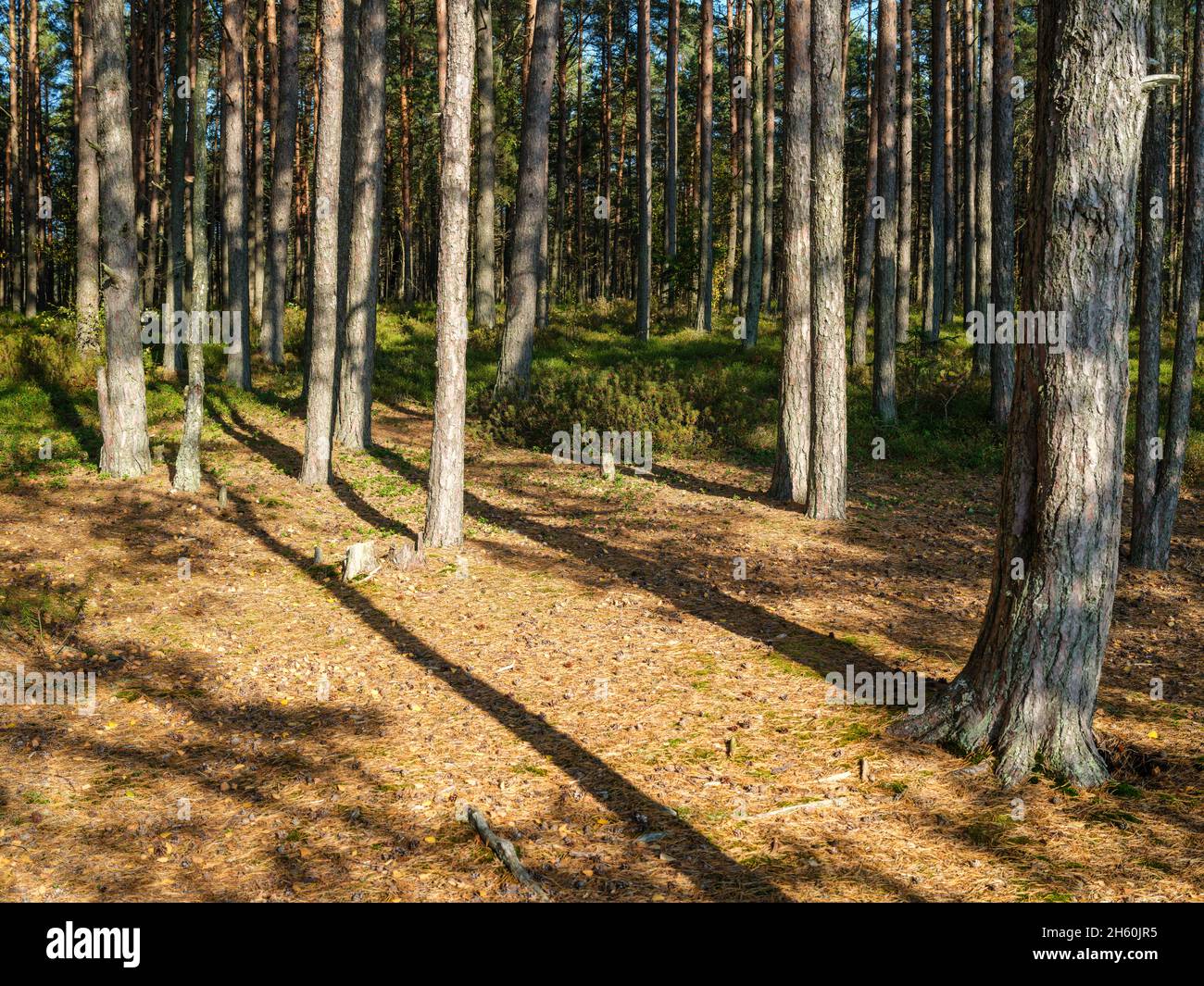 abstract tree trunk texture wall in natural forest with old leaves on ...