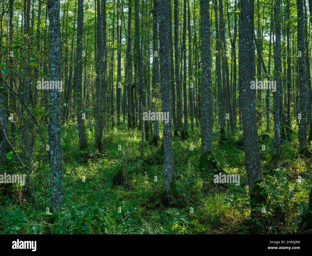 abstract tree trunk texture wall in natural forest with old leaves on ...