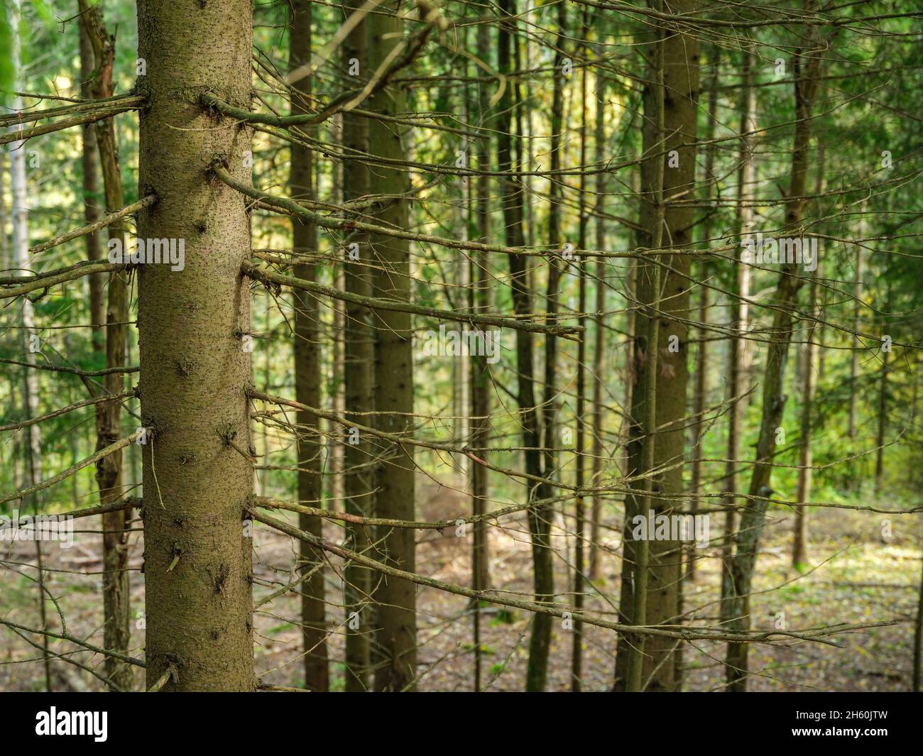 abstract tree trunk texture wall in natural forest with old leaves on ...