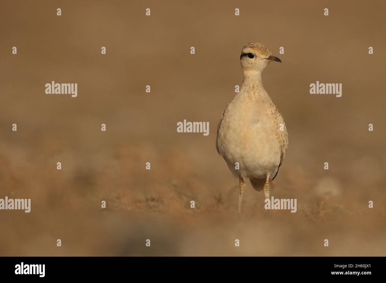 Occasional larger flocks of 30 individuals hi-res stock photography and ...