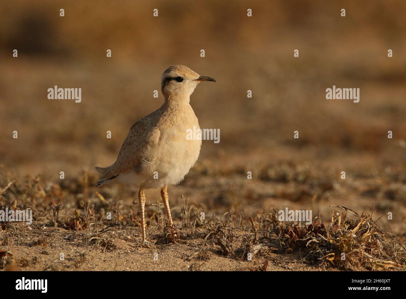 Sedentary birds hi-res stock photography and images - Alamy