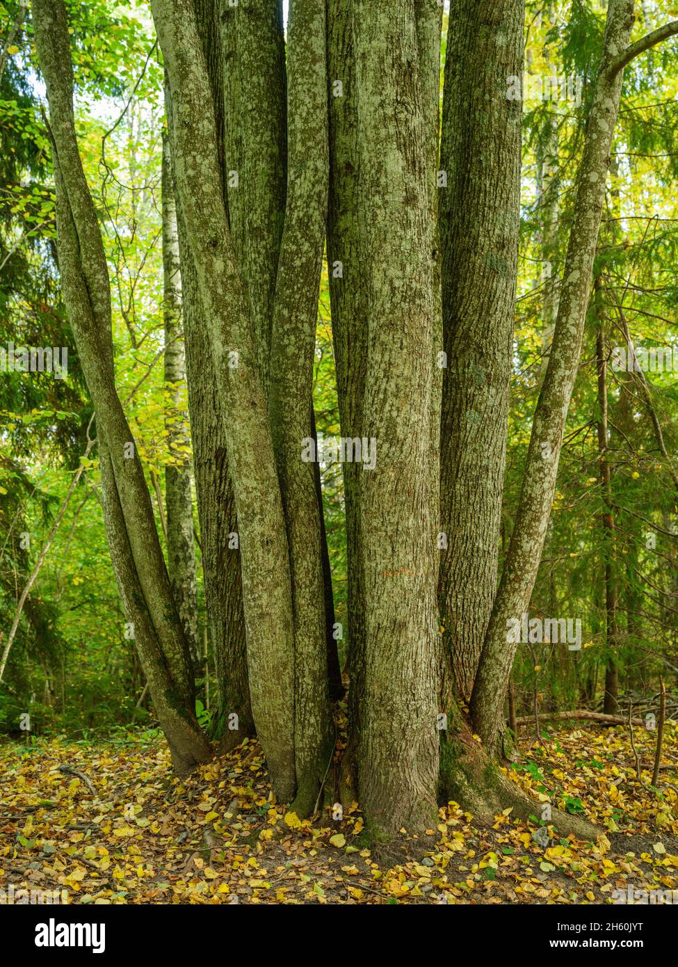 abstract tree trunk texture wall in natural forest with old leaves on ...