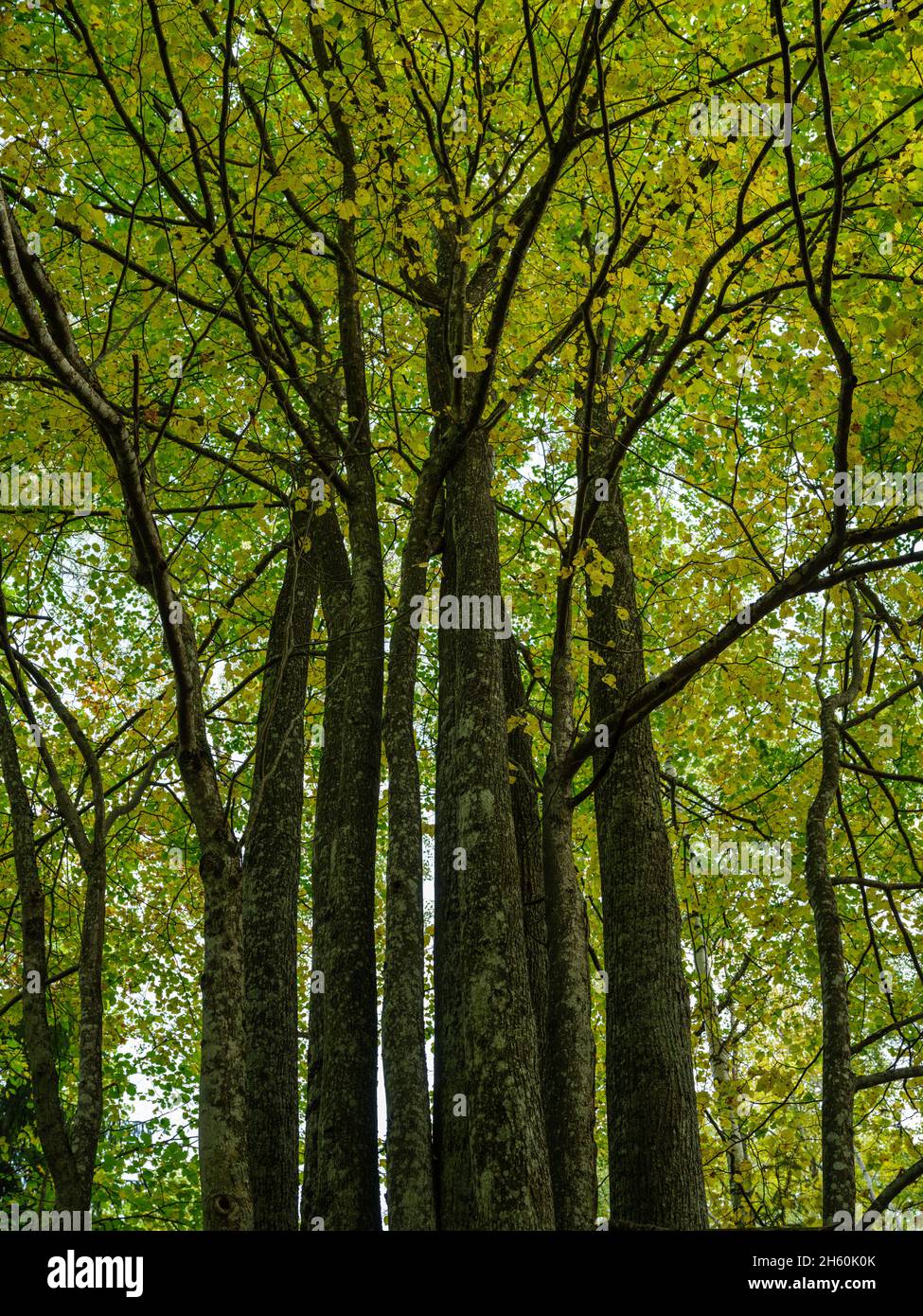 abstract tree trunk texture wall in natural forest with old leaves on ...