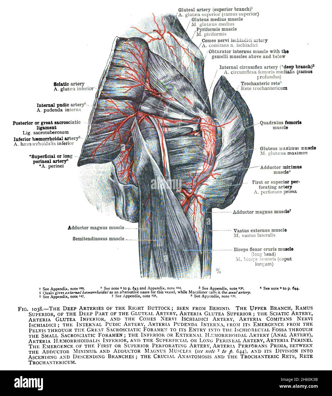 Old medical knowledge anatomy Cut Out Stock Images & Pictures - Alamy