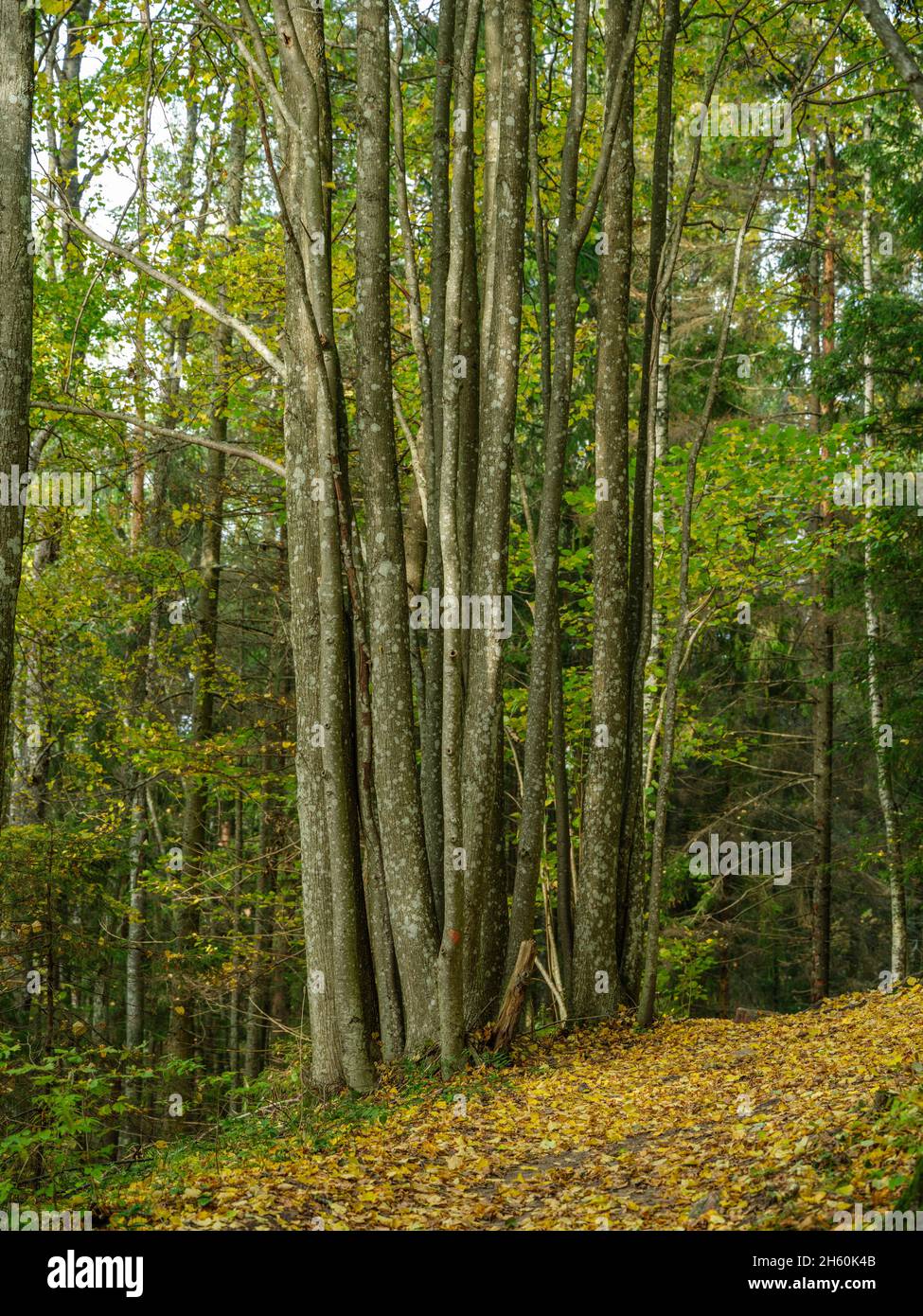 abstract tree trunk texture wall in natural forest with old leaves on ...