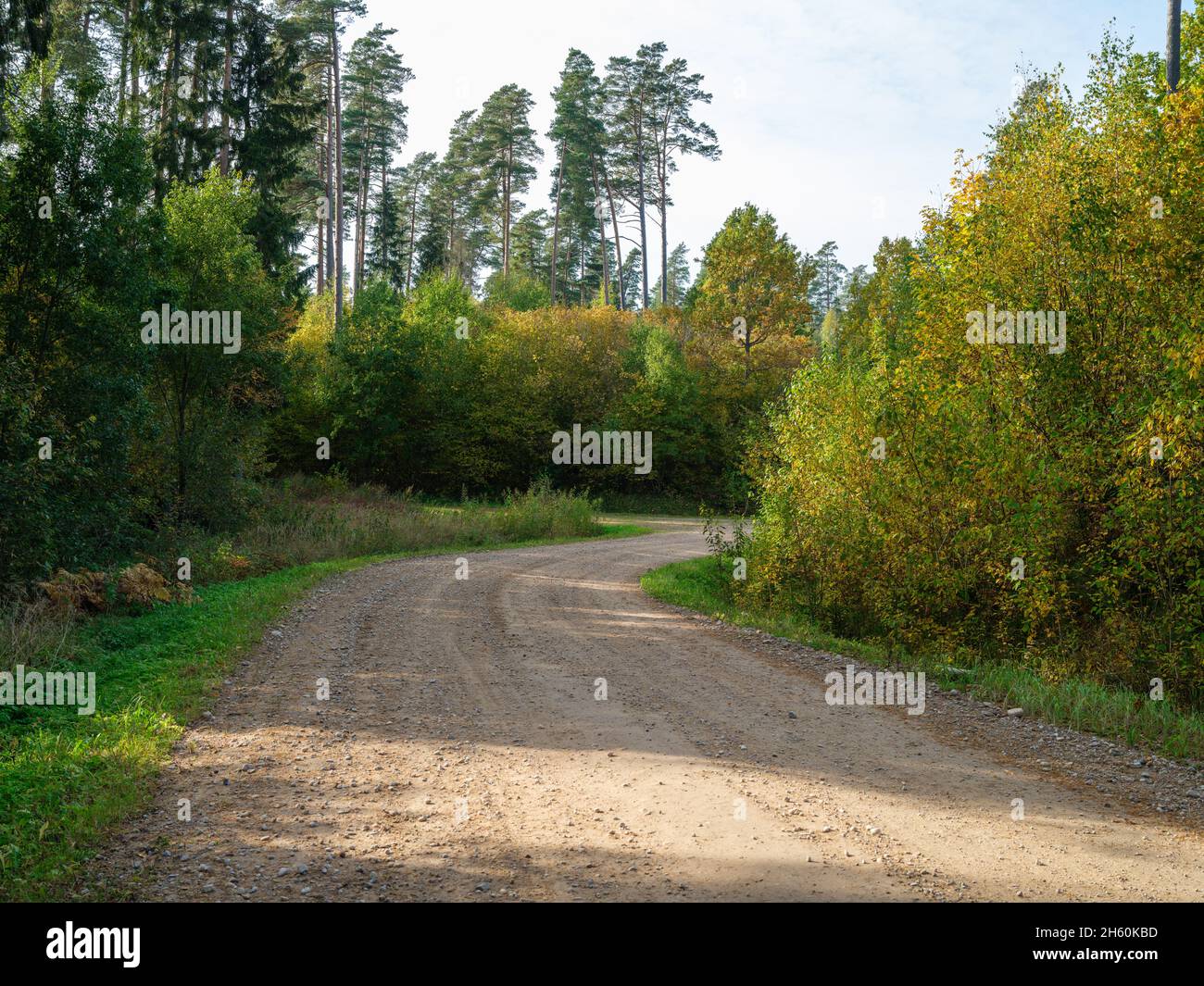 gravel road in countryside summer nature. dry road through forest Stock ...