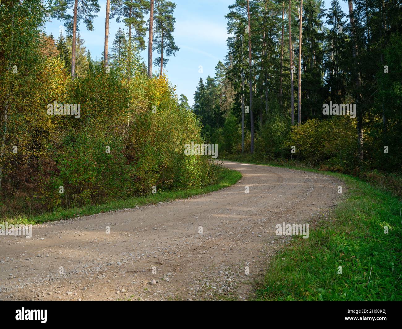 gravel road in countryside summer nature. dry road through forest Stock ...