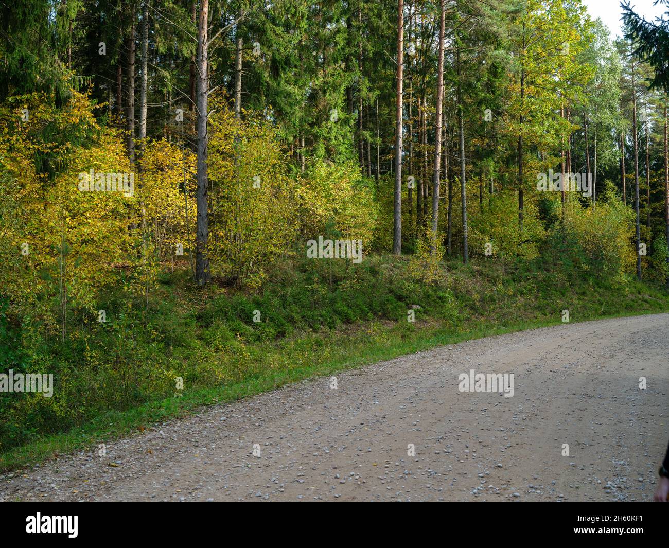 gravel road in countryside summer nature. dry road through forest Stock ...