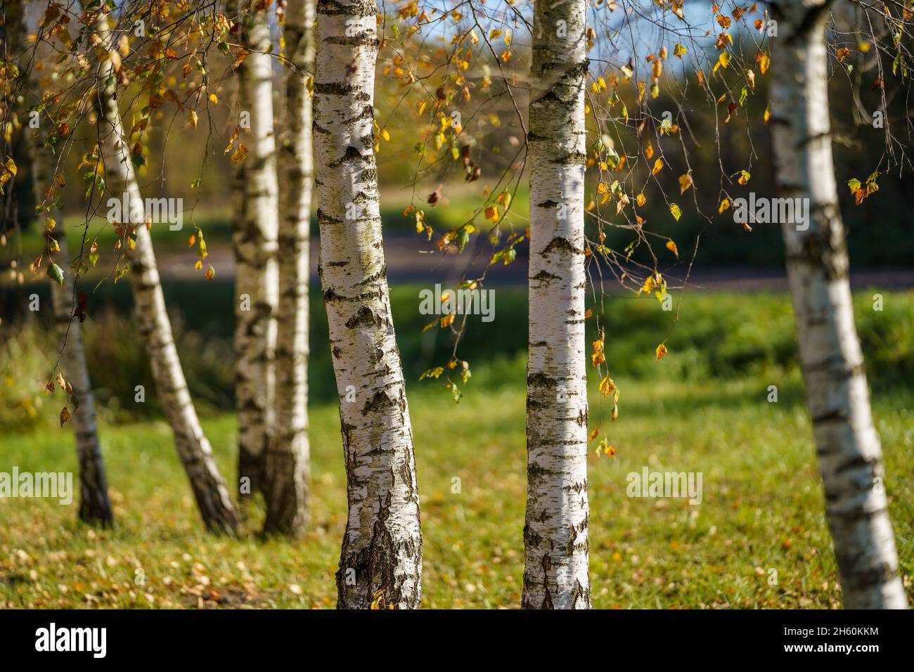 birch tree grove in summer green forest. white trunk wall Stock Photo ...