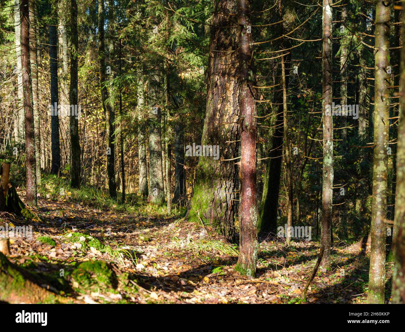 abstract tree trunk texture wall in natural forest with old leaves on ...