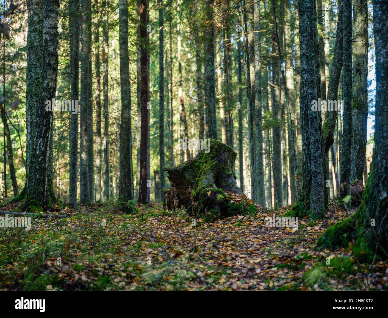 abstract tree trunk texture wall in natural forest with old leaves on ...
