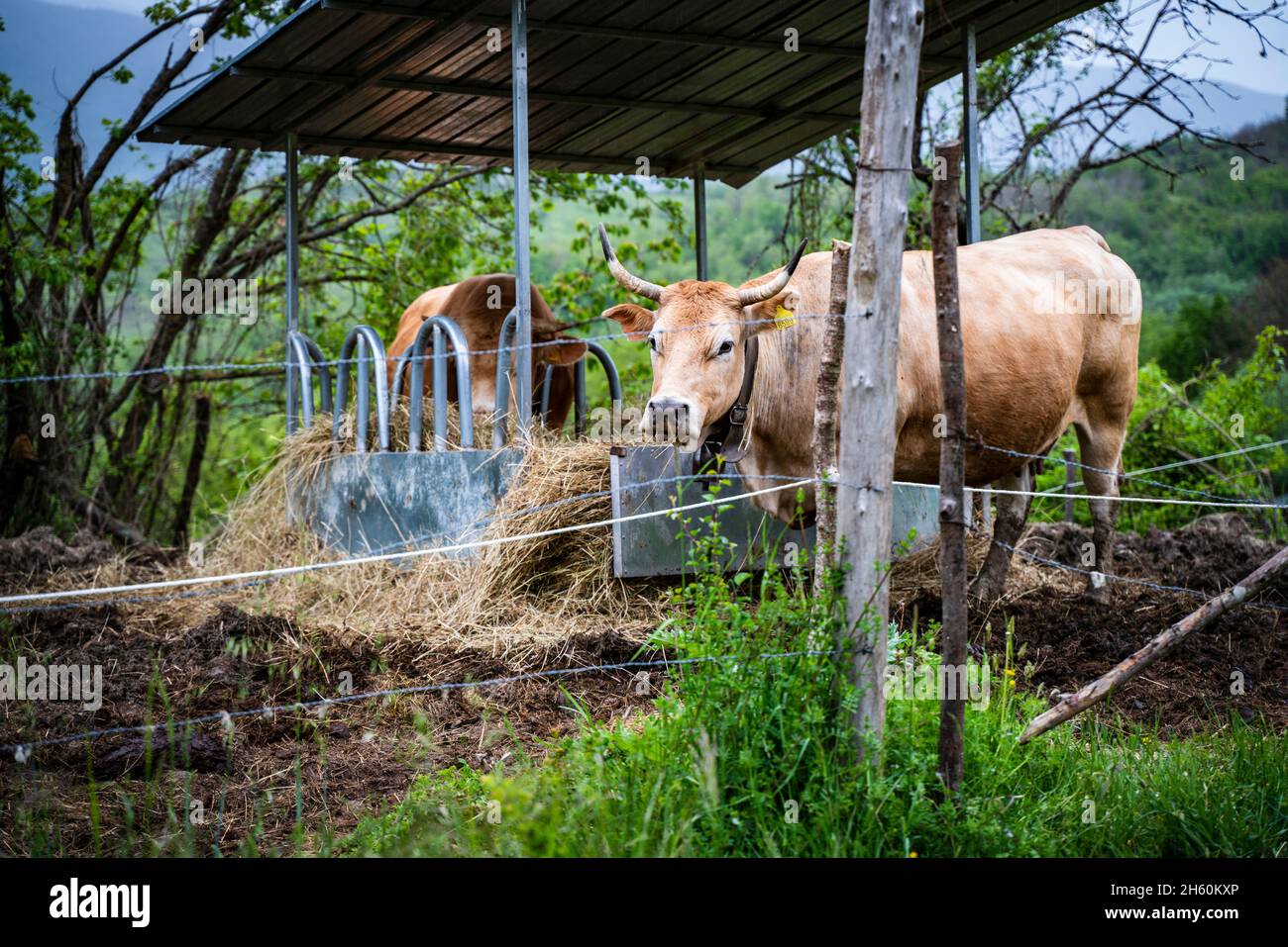 Mucca hi-res stock photography and images - Alamy