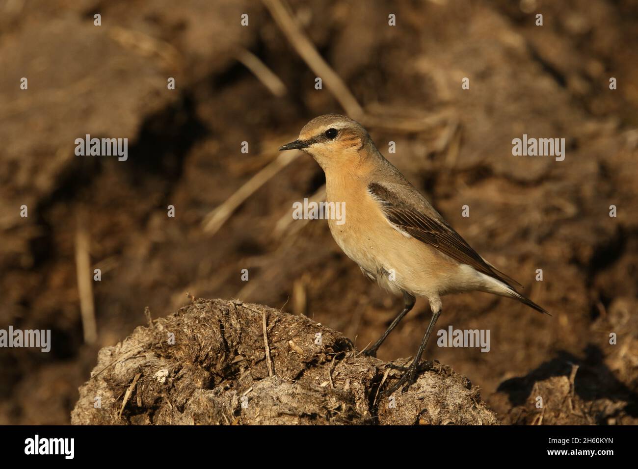 Greenland wheatear in the uk hi-res stock photography and images - Alamy