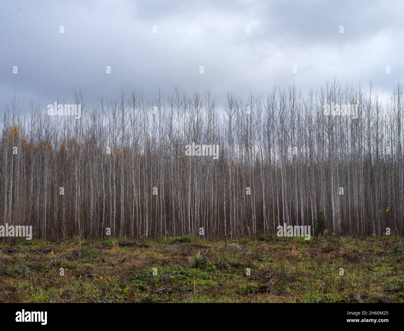 abstract tree trunk texture wall in natural forest with old leaves on ...